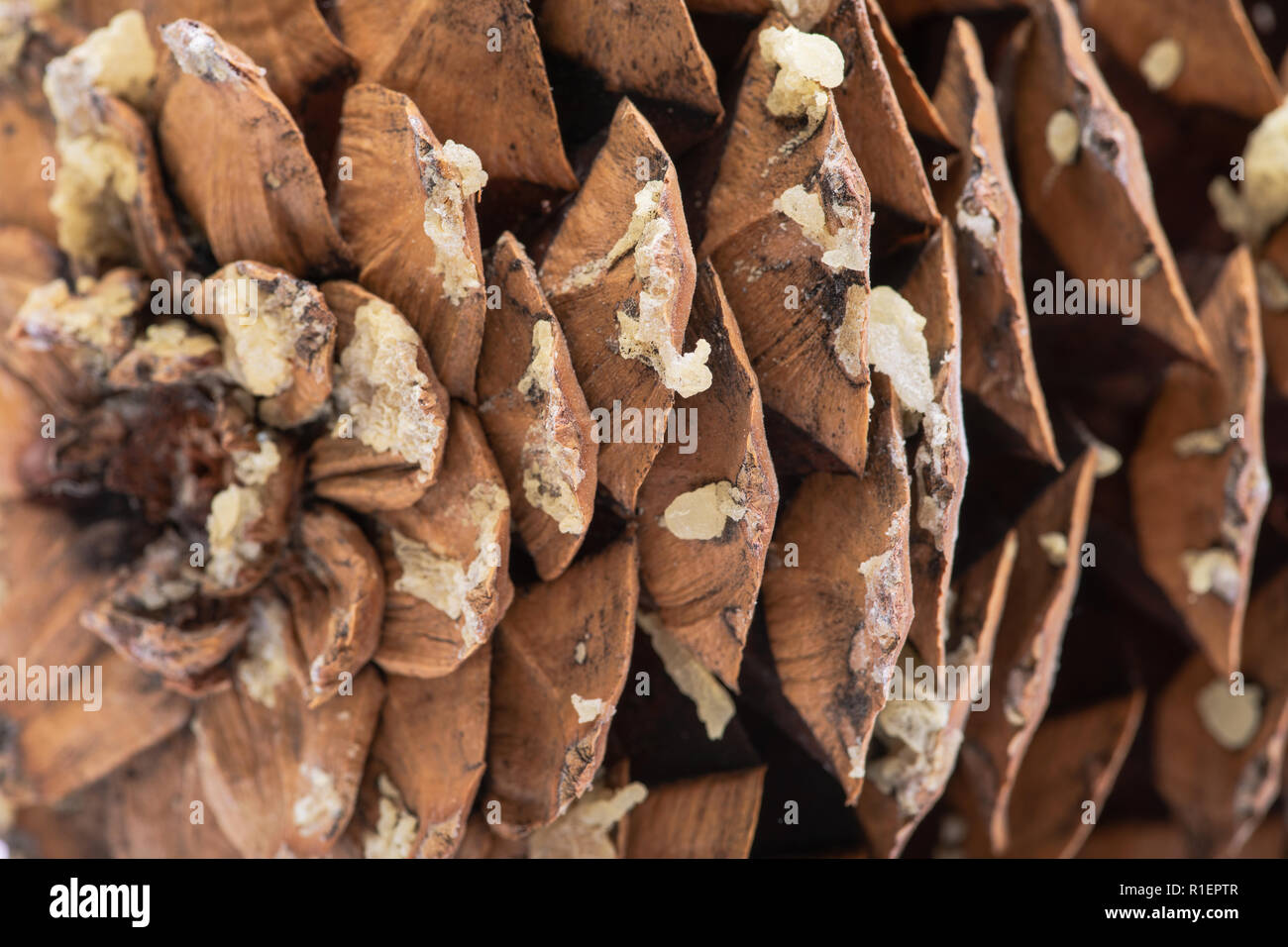 Macro shot of give off sap from giant sugar pine cone harvested in the ...