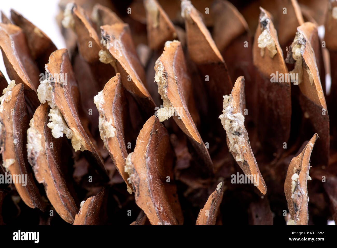 Pitch pine cone tree pinecone fir hi-res stock photography and images ...