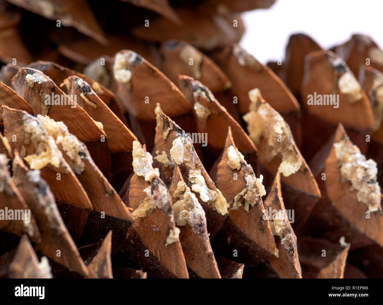 Conifer resin from branch hi-res stock photography and images - Alamy