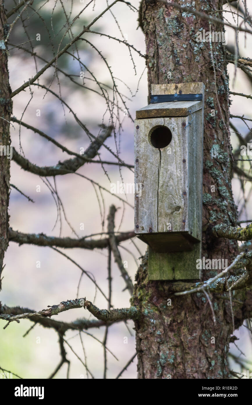Bird house in a nature reserve in scotland glencoe hang on a tree in ...