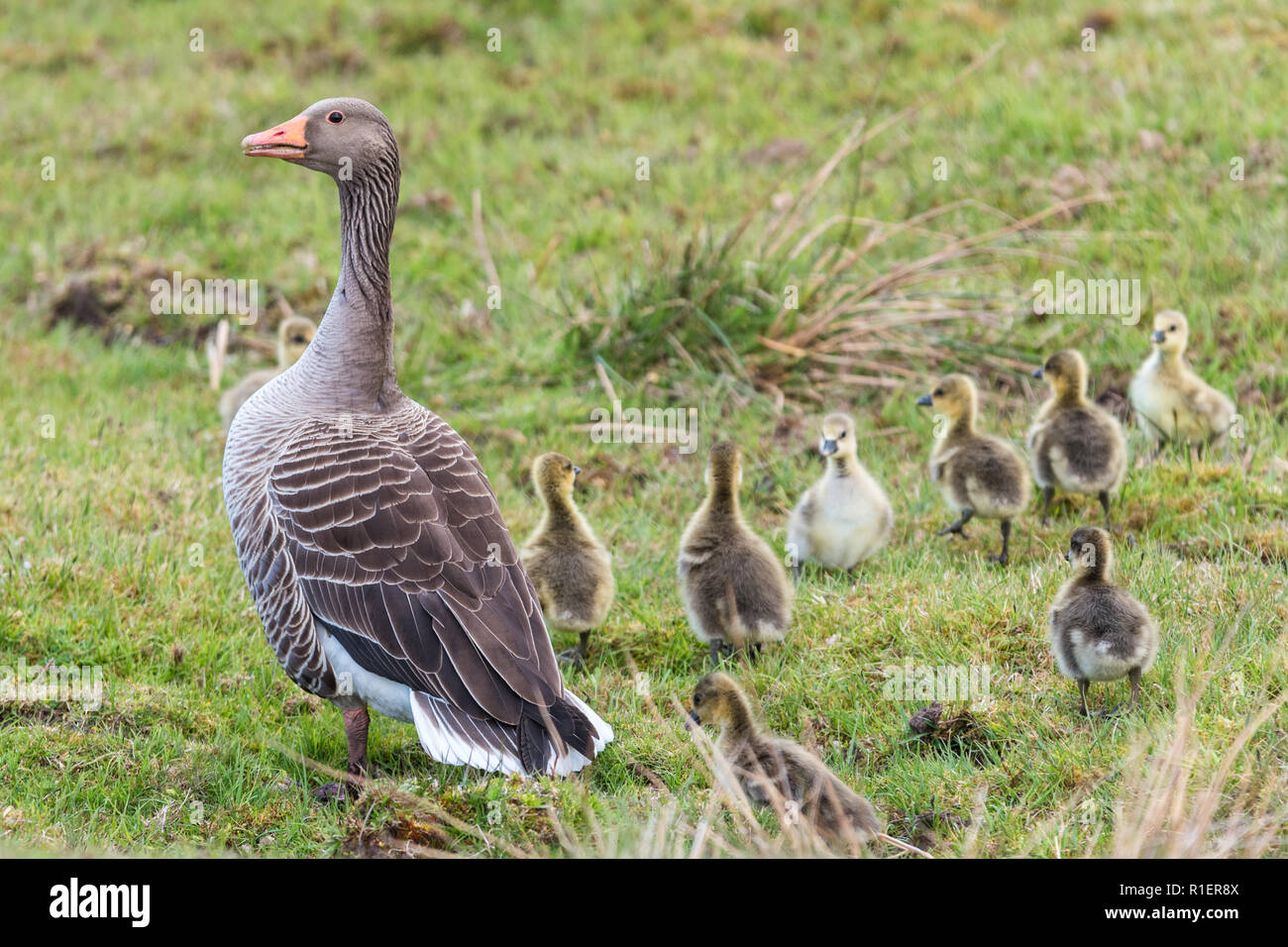 Grey ducklings hi-res stock photography and images - Alamy