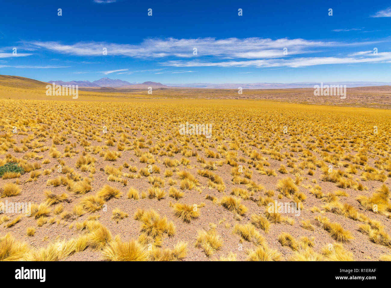The amazing landscape views at Atacama Desert altiplano, at more than ...
