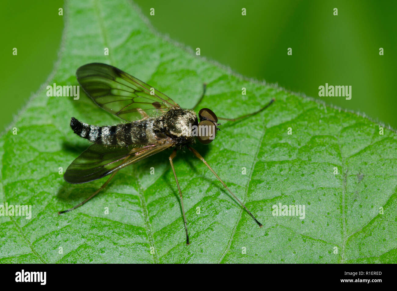 Snipe Fly, Chrysopilus fasciatus Stock Photo - Alamy
