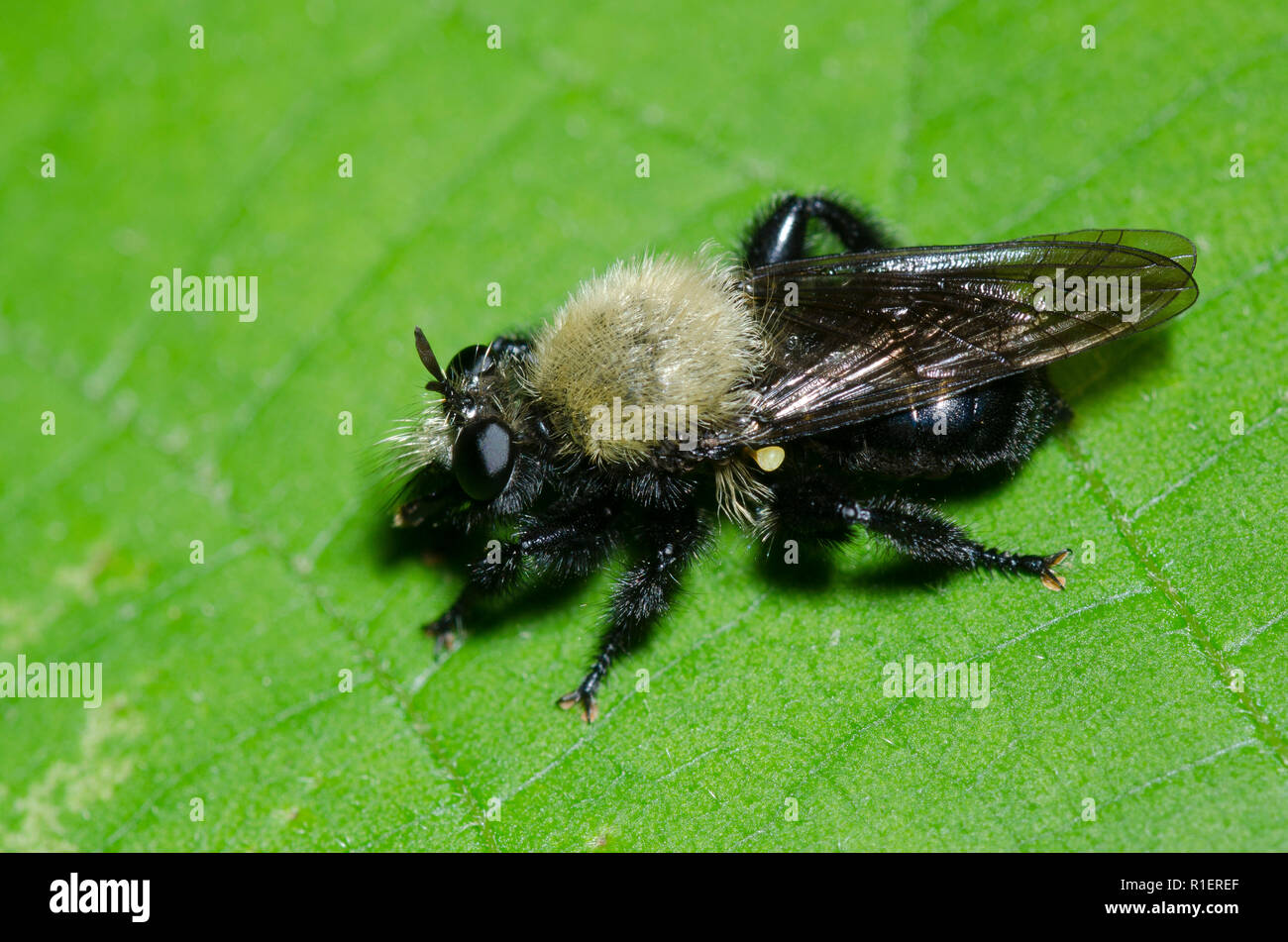 Bee-like Robber Fly, Laphria flavicollis Stock Photo - Alamy