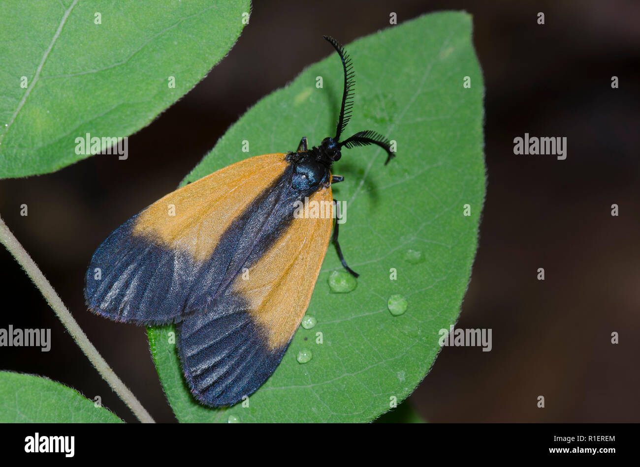 Orange-patched Smoky Moth, Pyromorpha dimidiata Stock Photo - Alamy