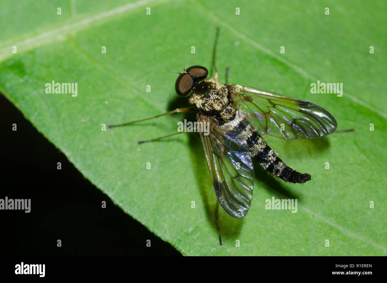Snipe Fly, Chrysopilus fasciatus Stock Photo - Alamy