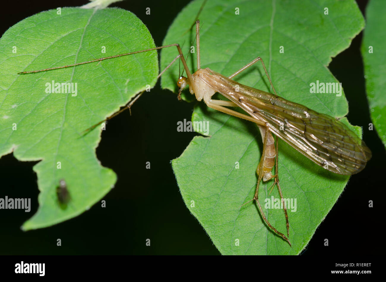 Hangingfly hi-res stock photography and images - Alamy