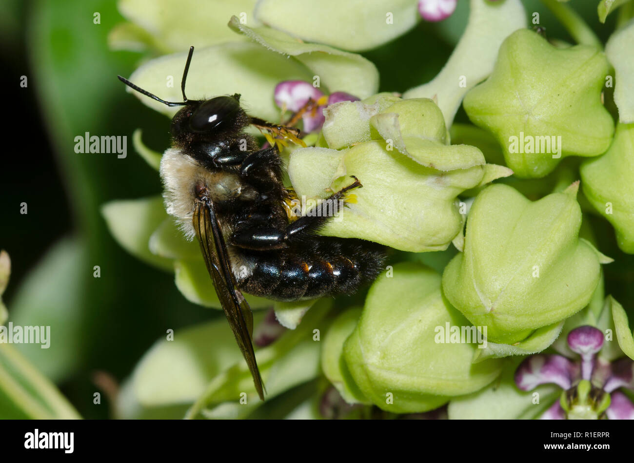 Eastern Carpenter Bee, Xylocopa virginica, on green milkweed, Asclepias ...