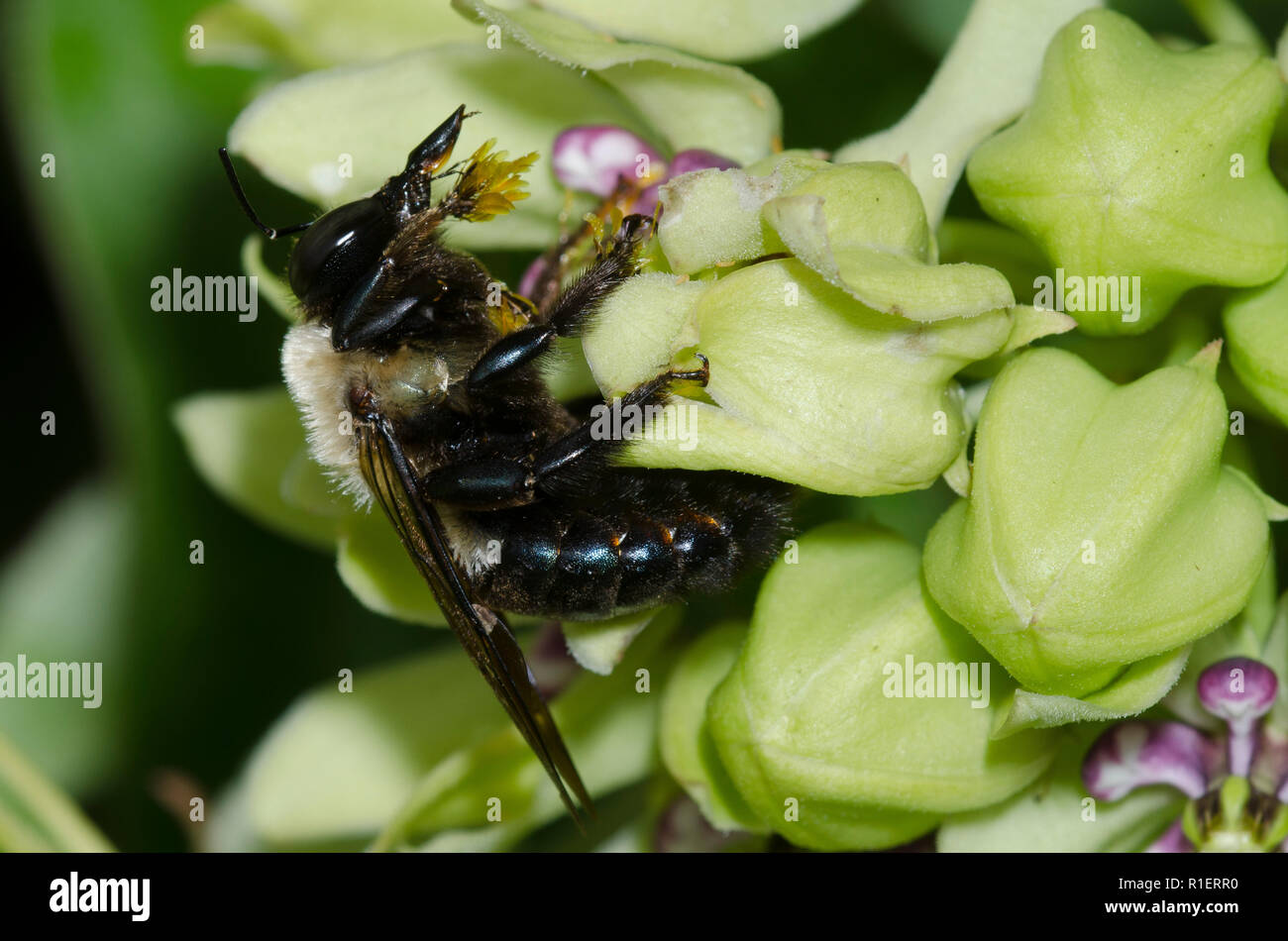 Bee apidae leg with pollen hi-res stock photography and images - Alamy