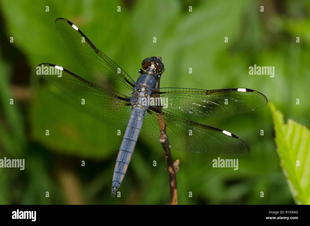 Spangled Skimmer, Libellula cyanea, male Stock Photo - Alamy