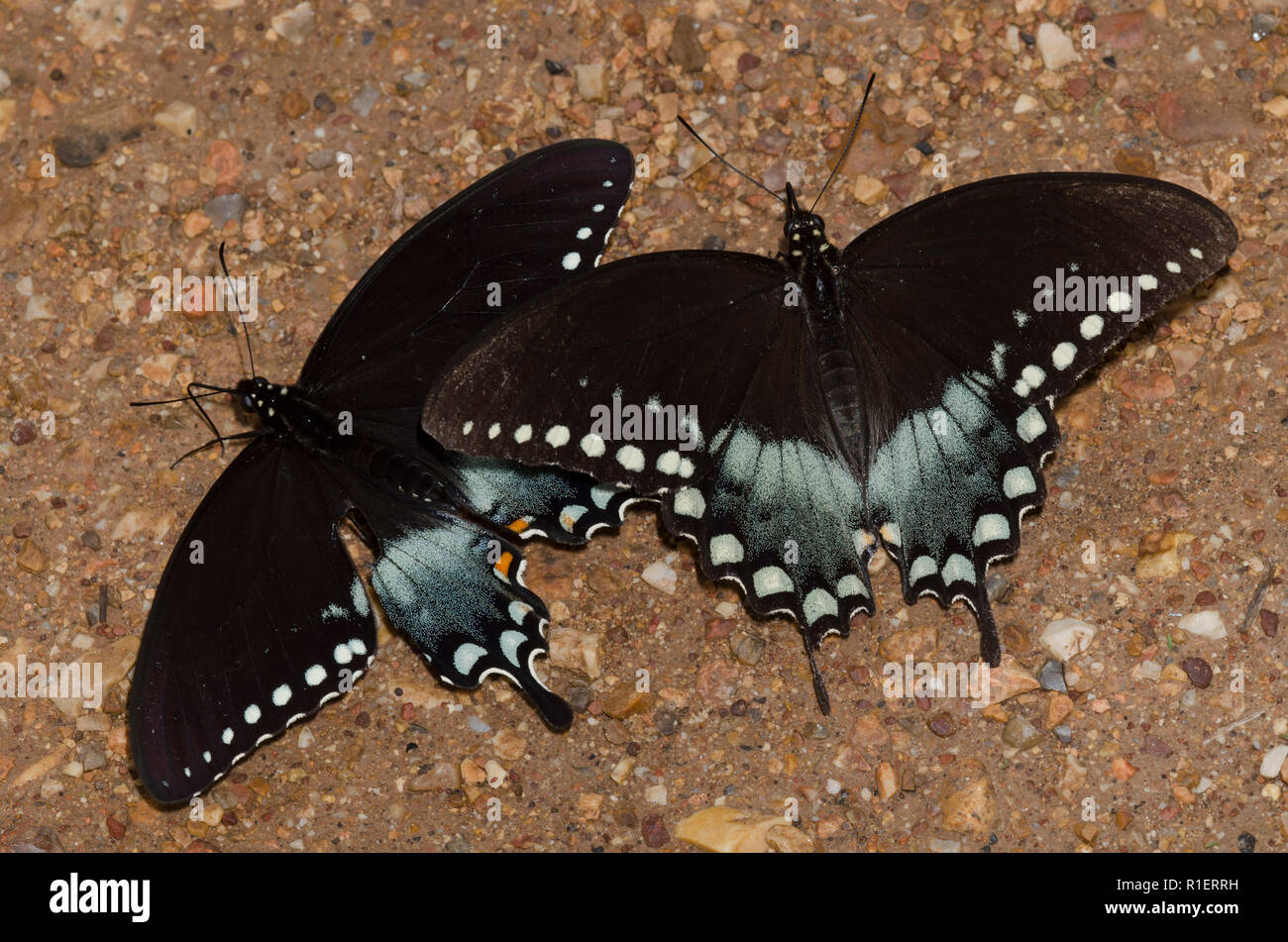 Spicebush Swallowtails, Pterourus troilus, males mud-puddling Stock ...