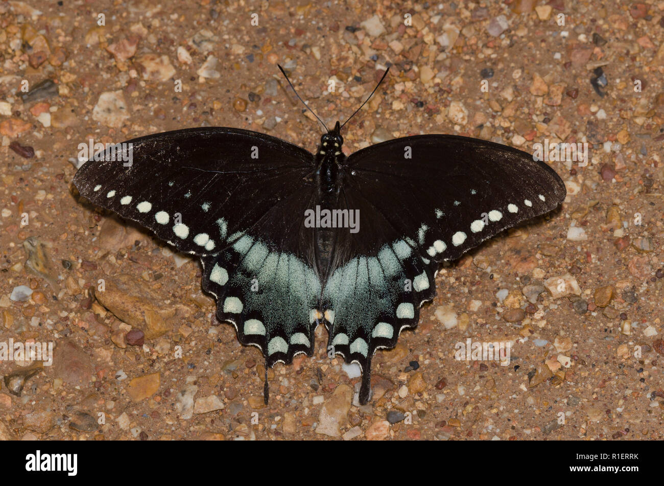 Spicebush Swallowtails, Pterourus troilus, male mud-puddling Stock ...