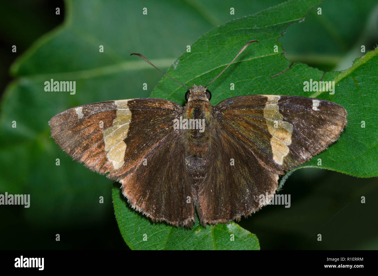 Skipper j hi-res stock photography and images - Alamy