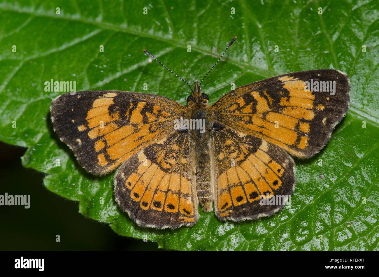 Silvery Checkerspot, Chlosyne nycteis Stock Photo - Alamy