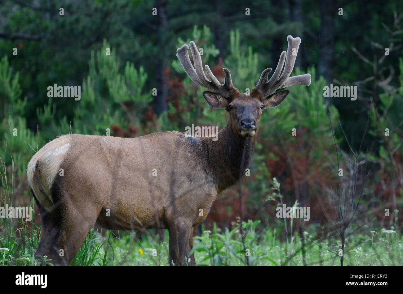 Cervus canadensis family hi-res stock photography and images - Alamy