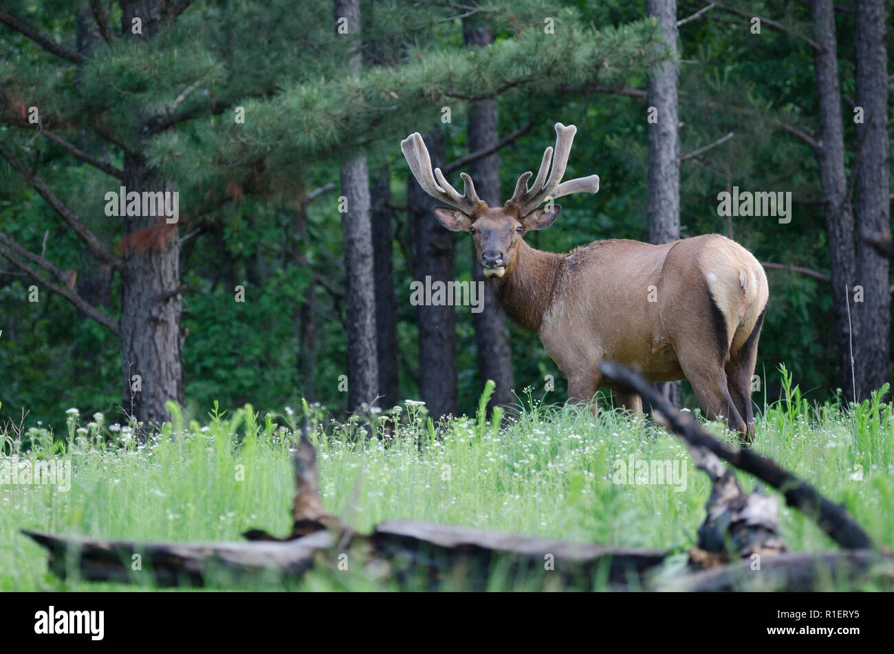 Cervus canadensis family hi-res stock photography and images - Alamy