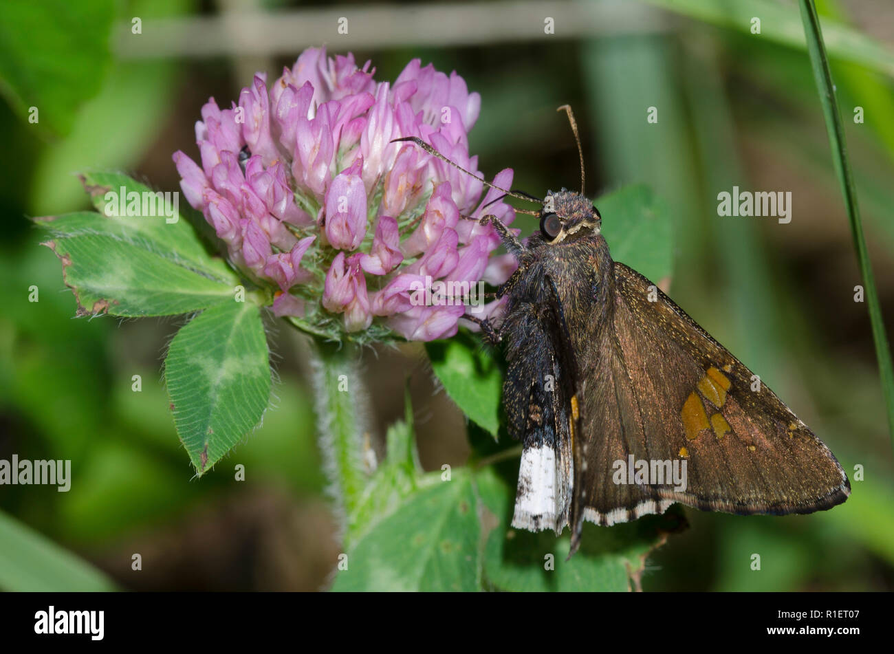 Hoary Edge, Cecropterus lyciades, on red clover, Trifolium pratense ...