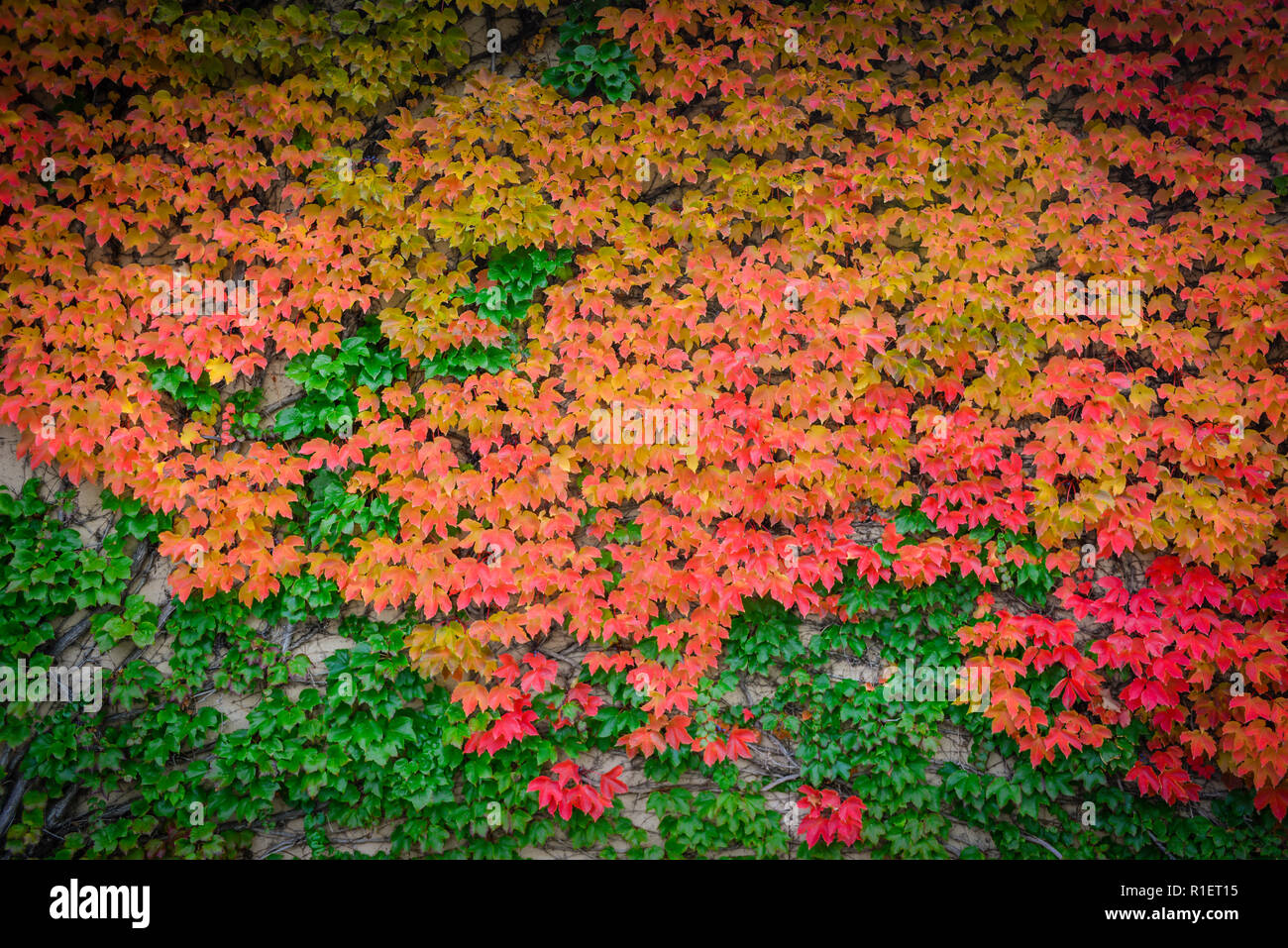 Ivy red leaves hi-res stock photography and images - Alamy