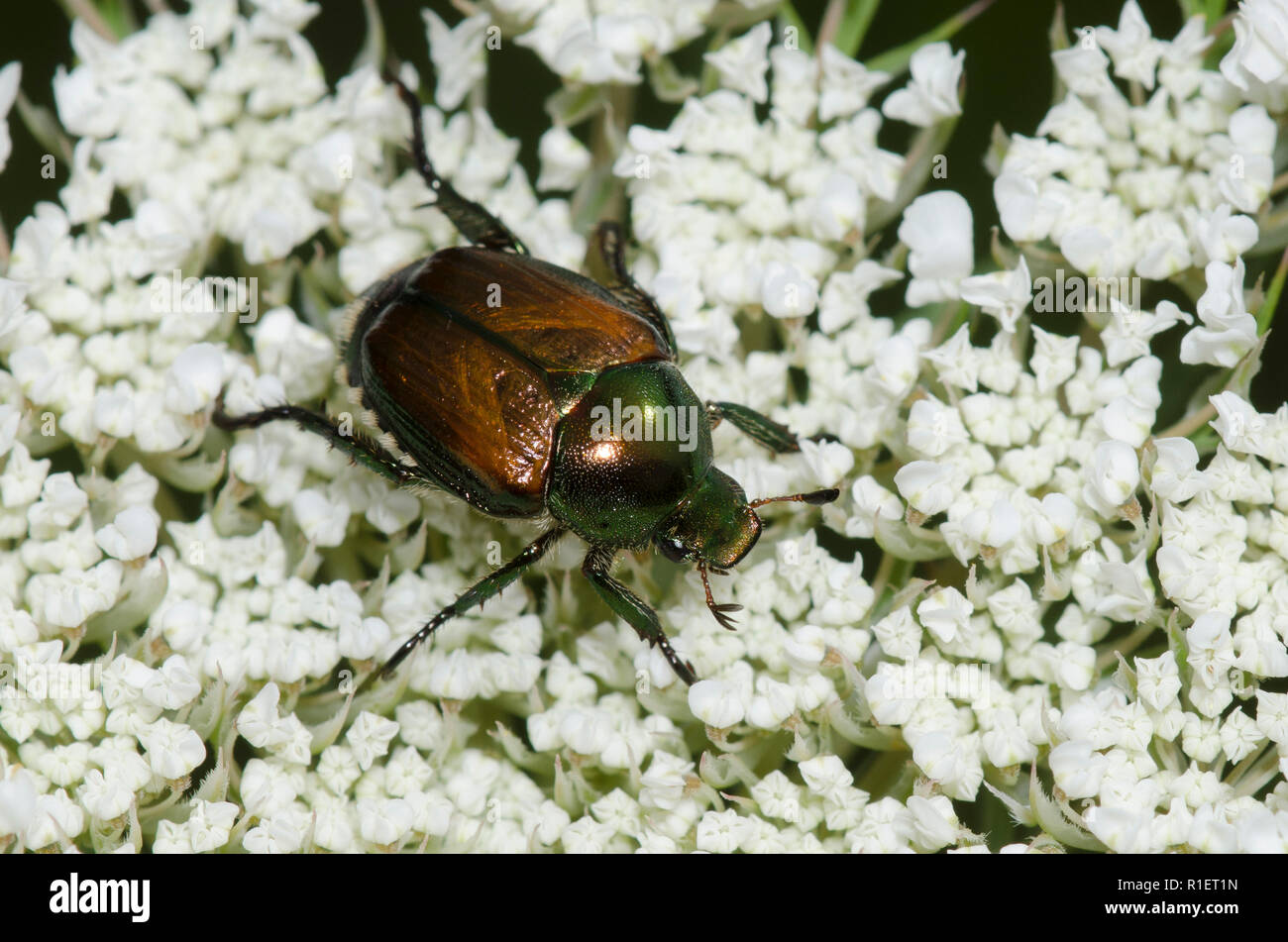 Popillia japonica japanese beetle hi-res stock photography and images ...