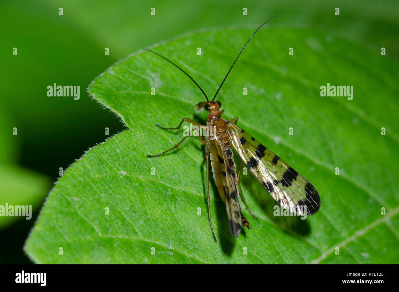 Female common scorpionfly hi-res stock photography and images - Alamy