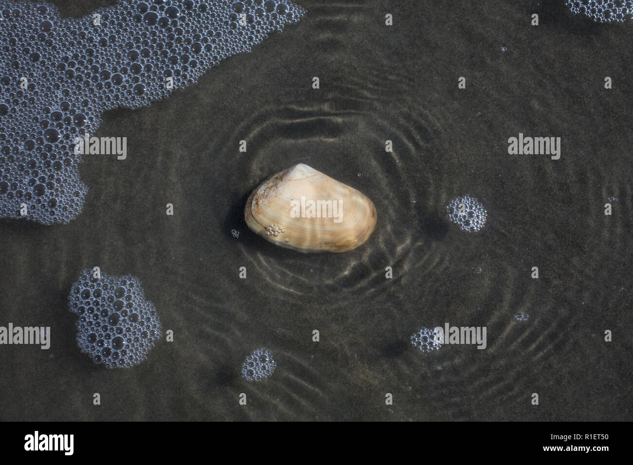 Tuatua hi-res stock photography and images - Alamy