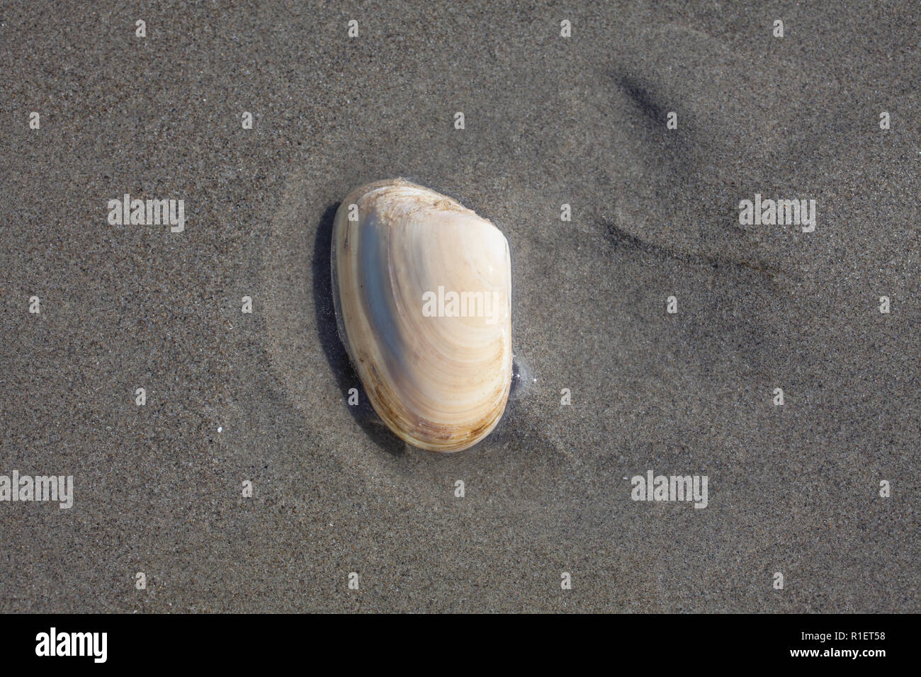 Tuatua fritters hi-res stock photography and images - Alamy