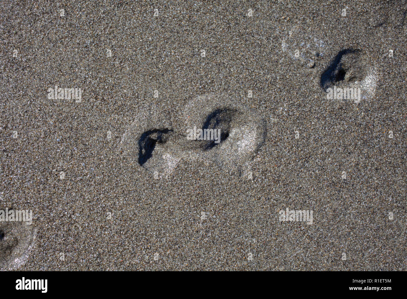 Worm holes hi-res stock photography and images - Alamy