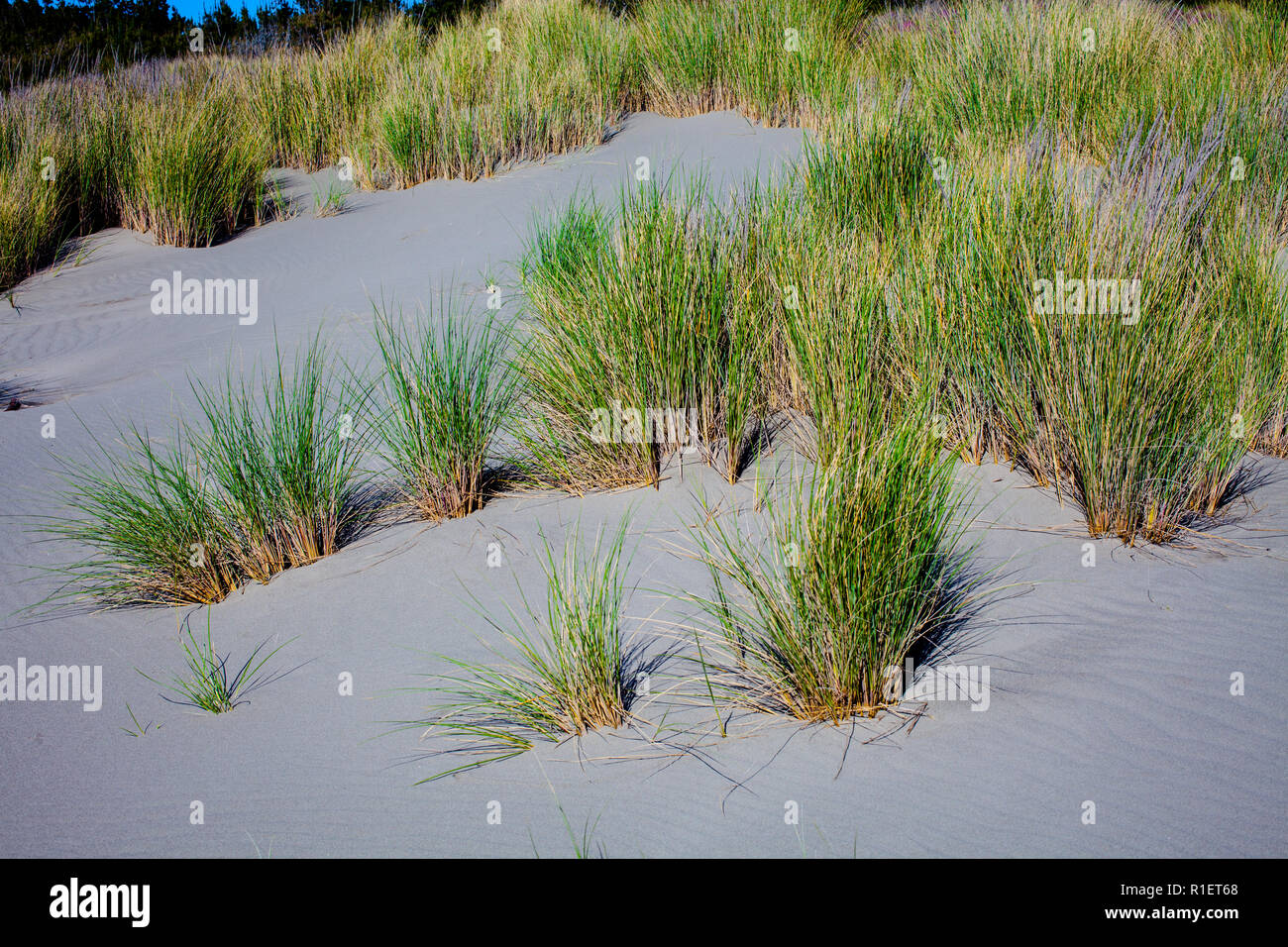 Exploring a local beach on a beautiful Spring morning. Marram Grass ...