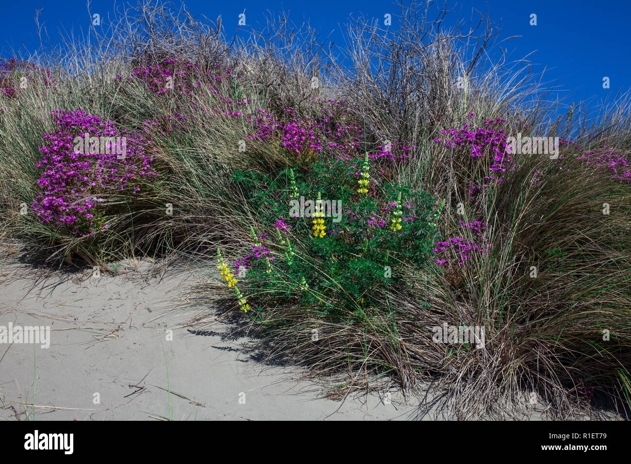 Exploring a local beach on a beautiful Spring morning. Colourfull ...