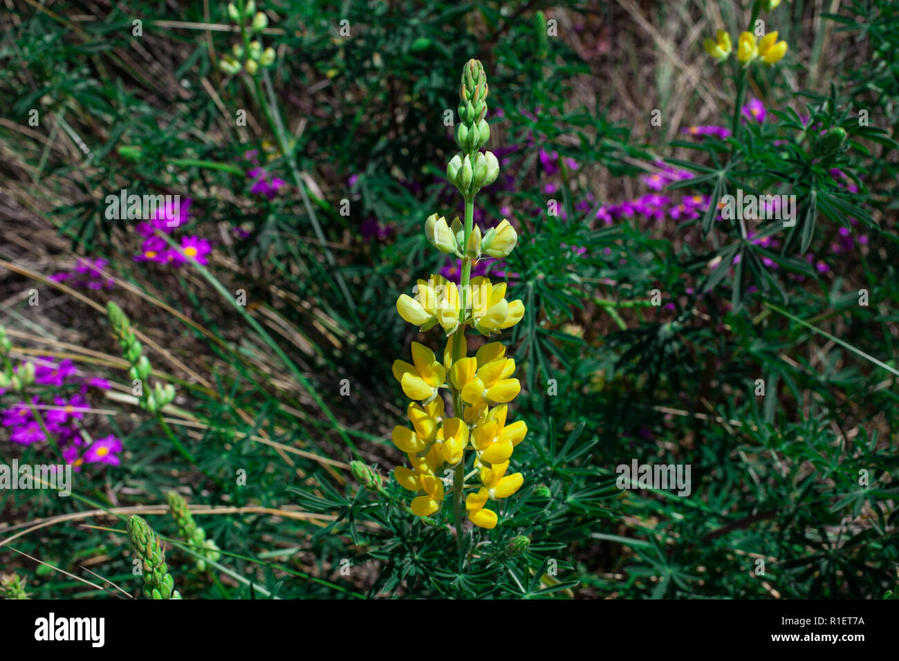Yellow flowers on seaside beach hi-res stock photography and images - Alamy