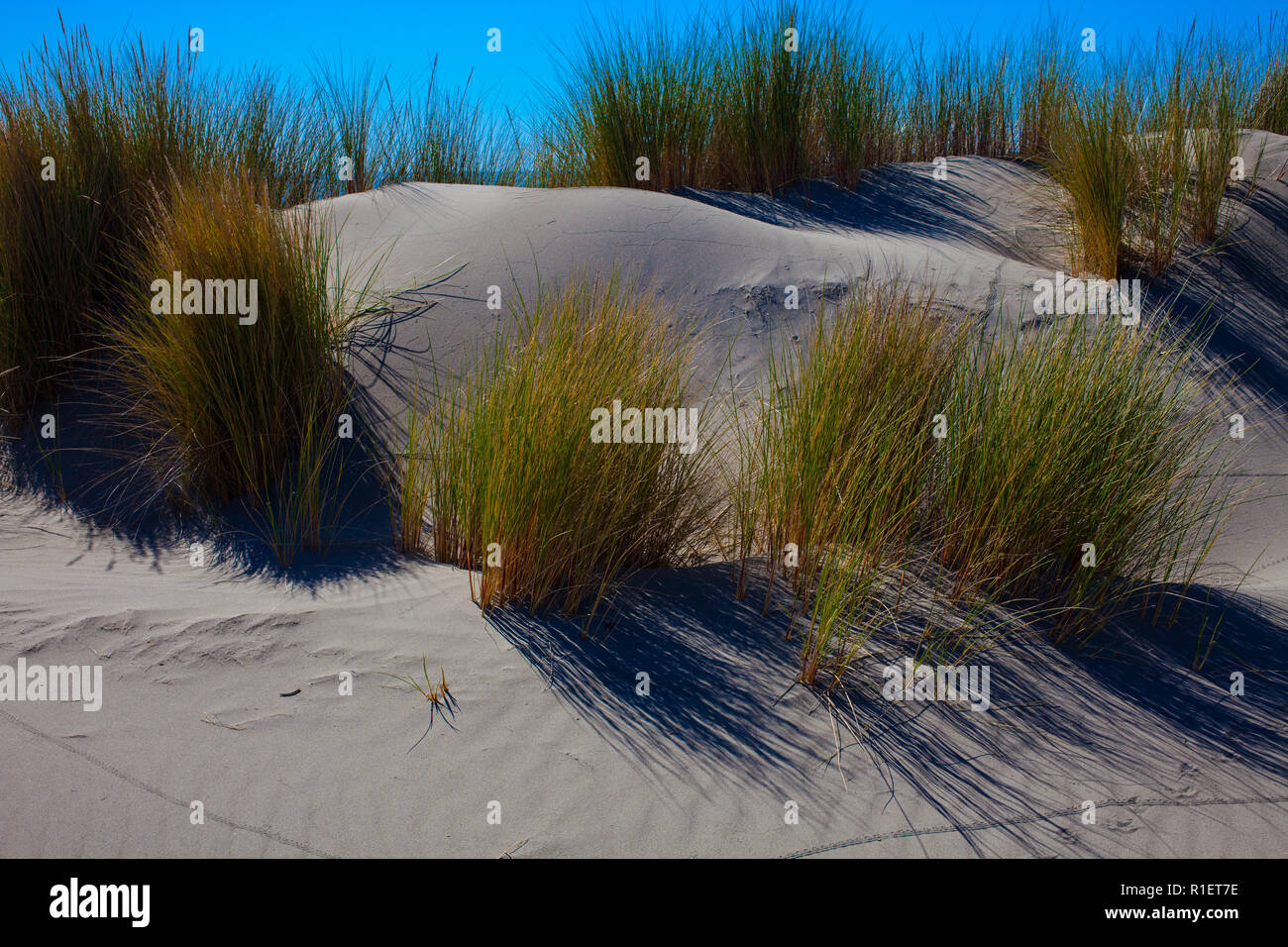Exploring a local beach on a beautiful Spring morning Stock Photo - Alamy