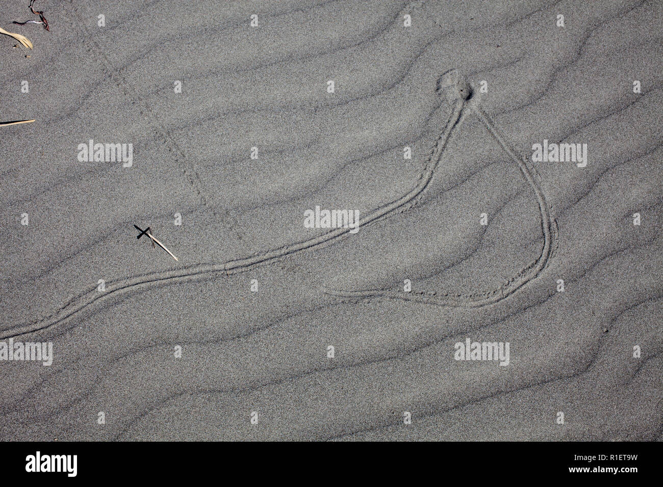 Exploring a local beach on a beautiful Spring morning. A variety of ...