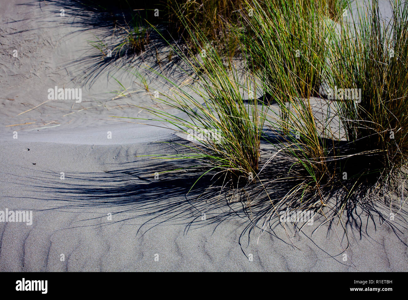 Exploring a local beach on a beautiful Spring morning Stock Photo - Alamy