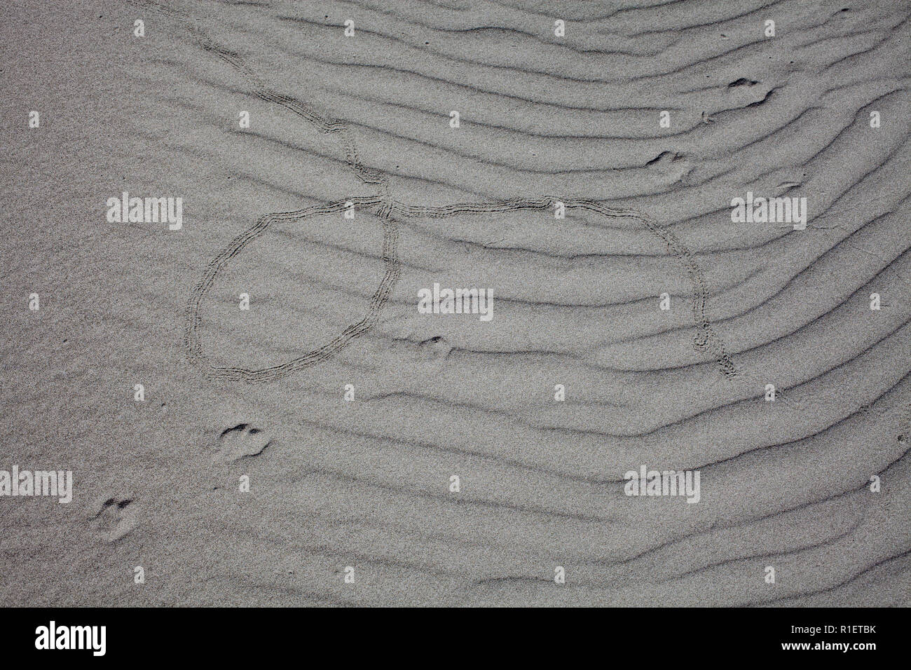 Beetle trail sand hi-res stock photography and images - Alamy