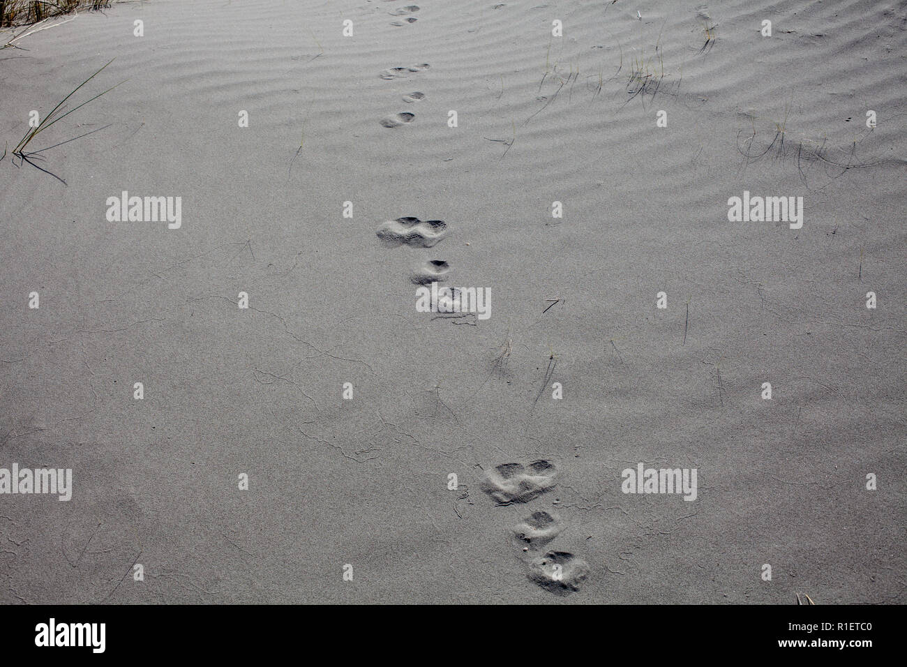 Exploring a local beach on a beautiful Spring morning. A variety of ...