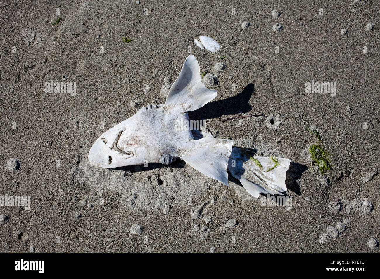 Fish post mortem hi-res stock photography and images - Alamy