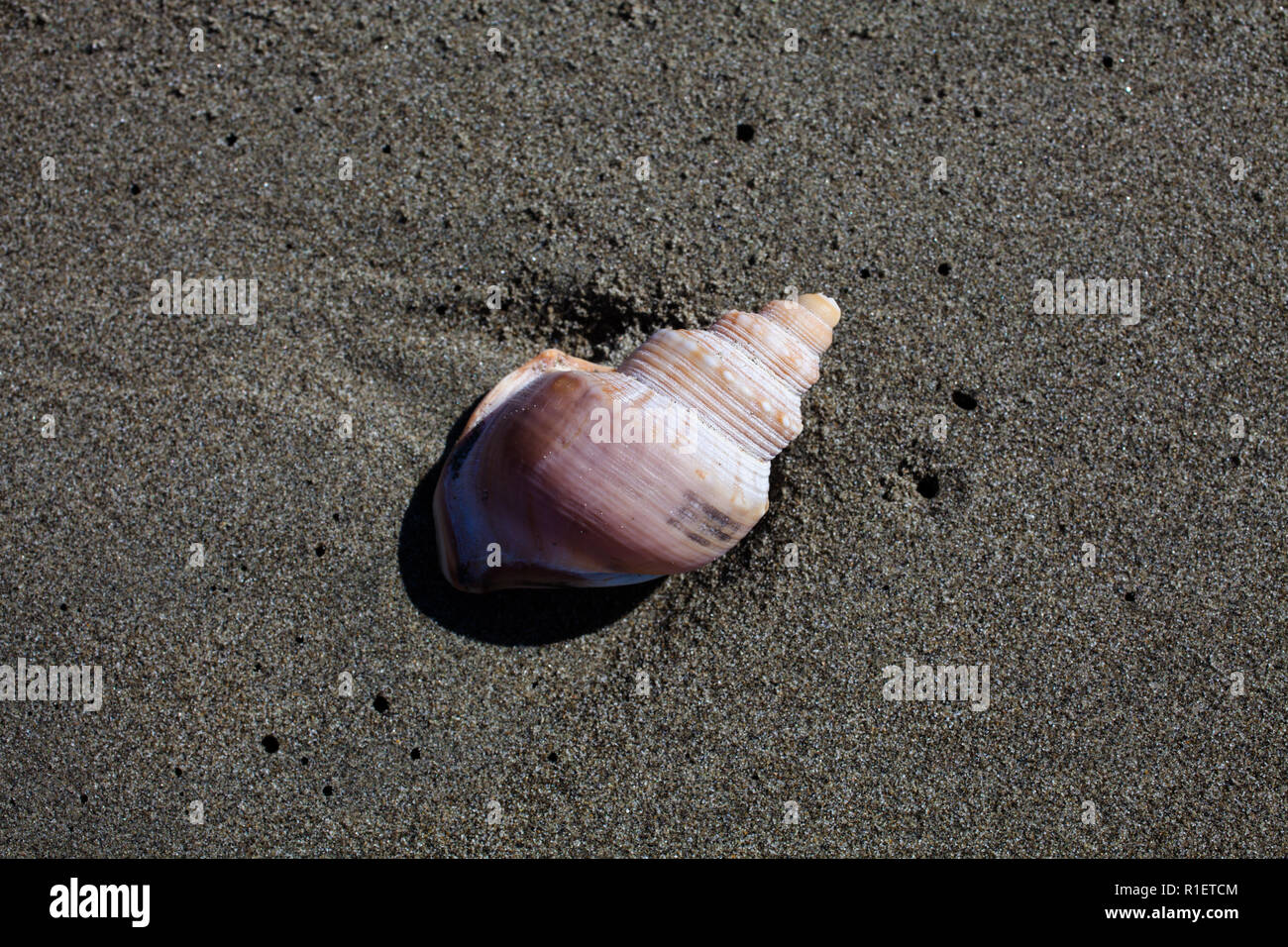 Dredging clam shells hi-res stock photography and images - Alamy