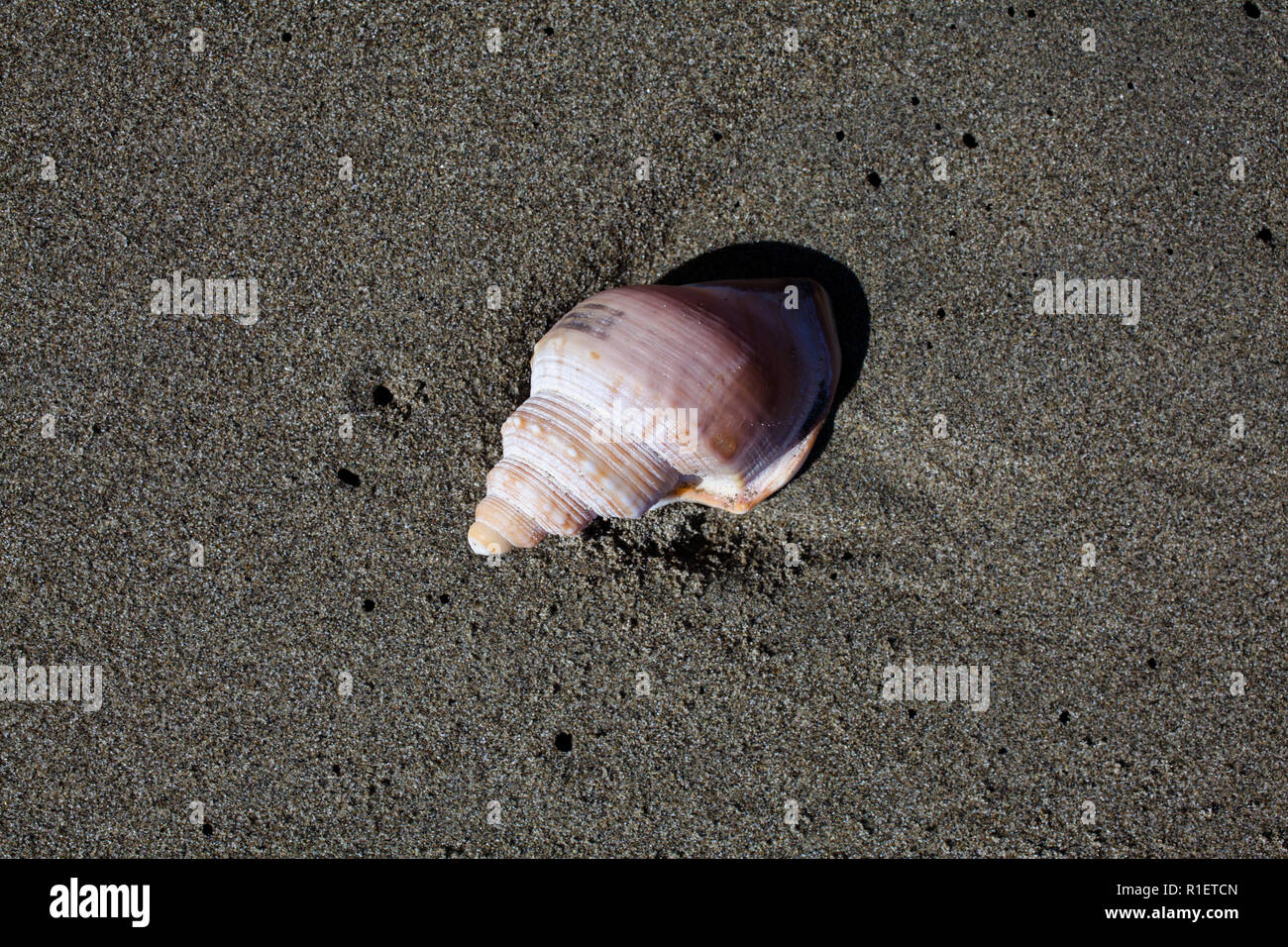 Dredging clam shells hi-res stock photography and images - Alamy