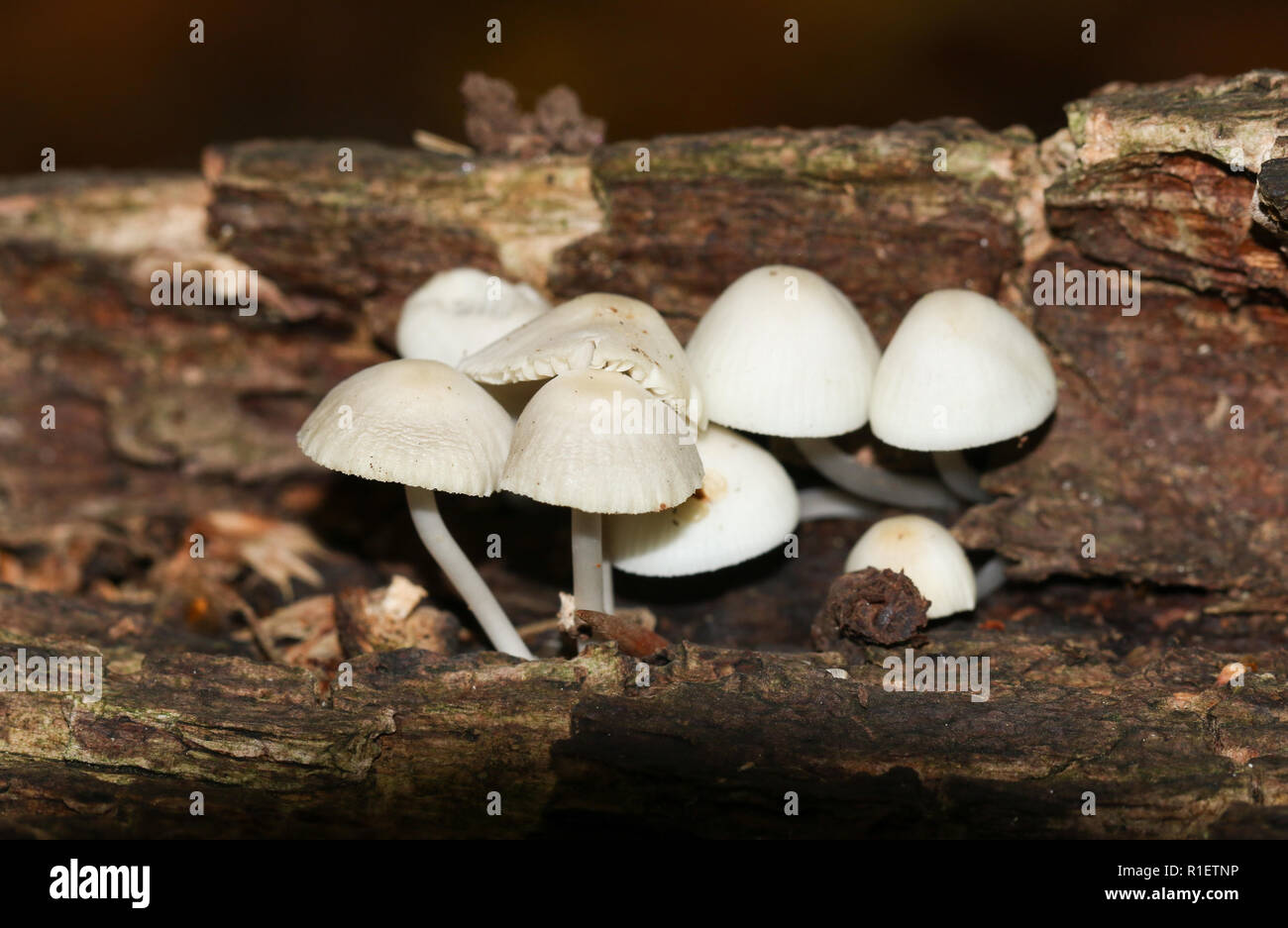 A cluster of Angel's Bonnet mushrooms (Mycena arcangeliana) growing ...