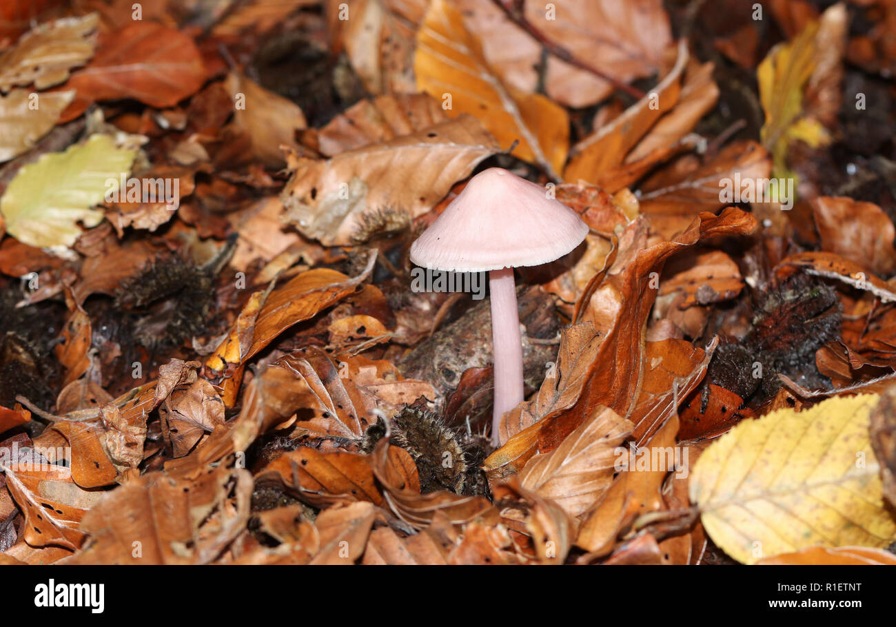 A pretty Rosy Bonnet fungus (Mycena-rosea) growing through the leaf ...