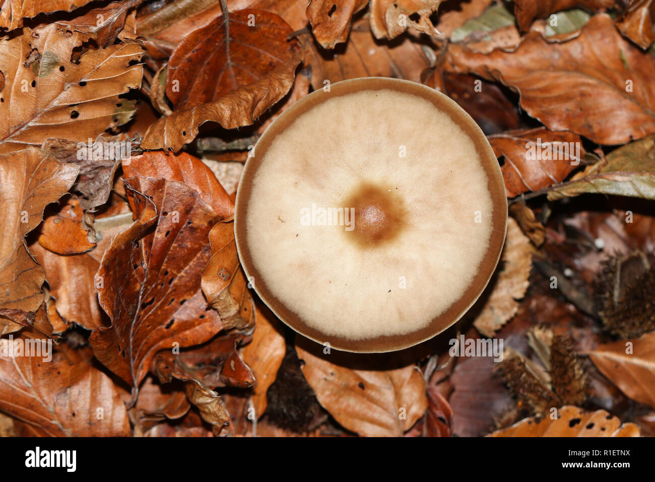 Butter cap fungi hi-res stock photography and images - Alamy