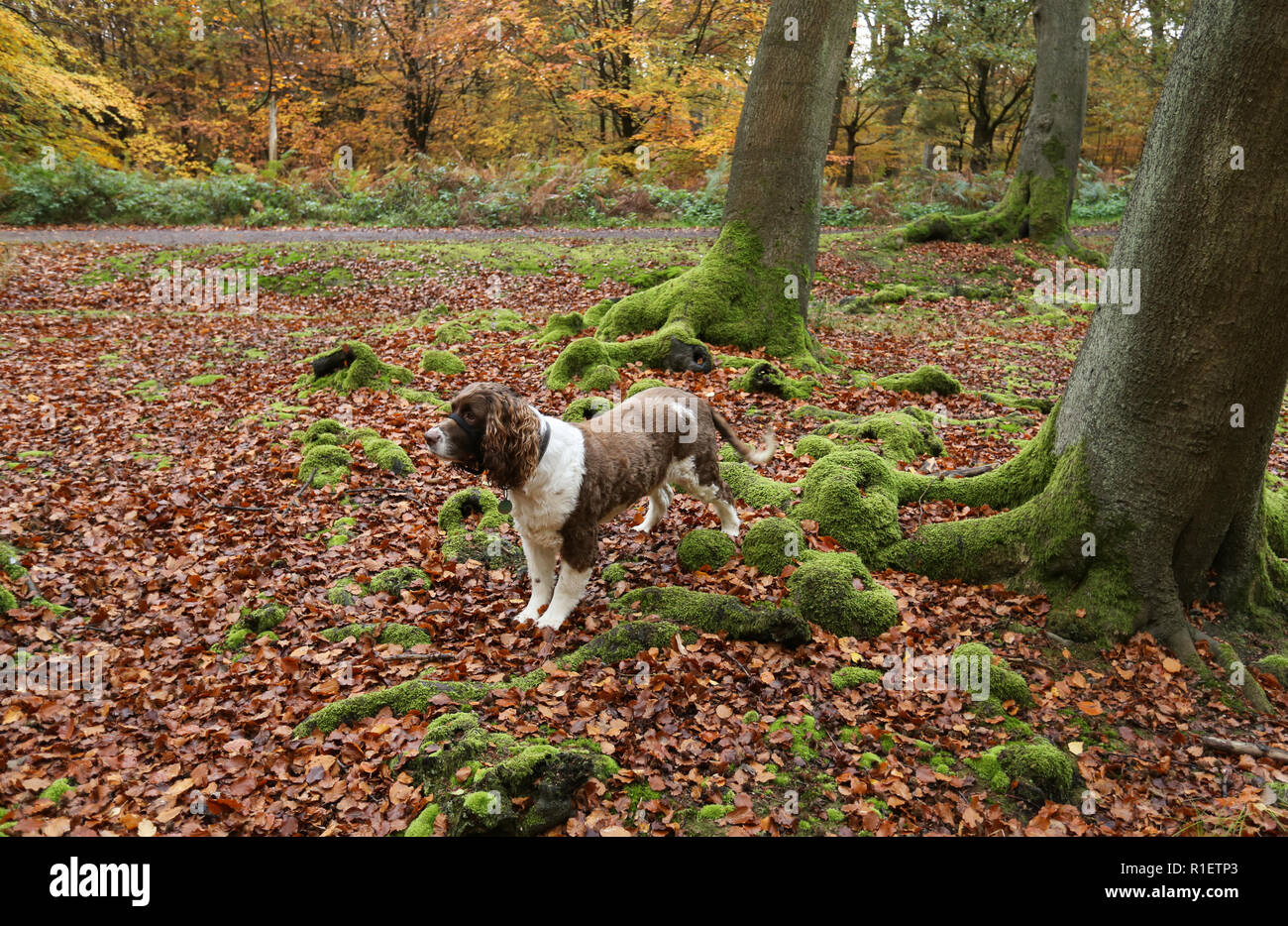 A landscape view of an adorable English Springer Spaniel Dog having fun ...