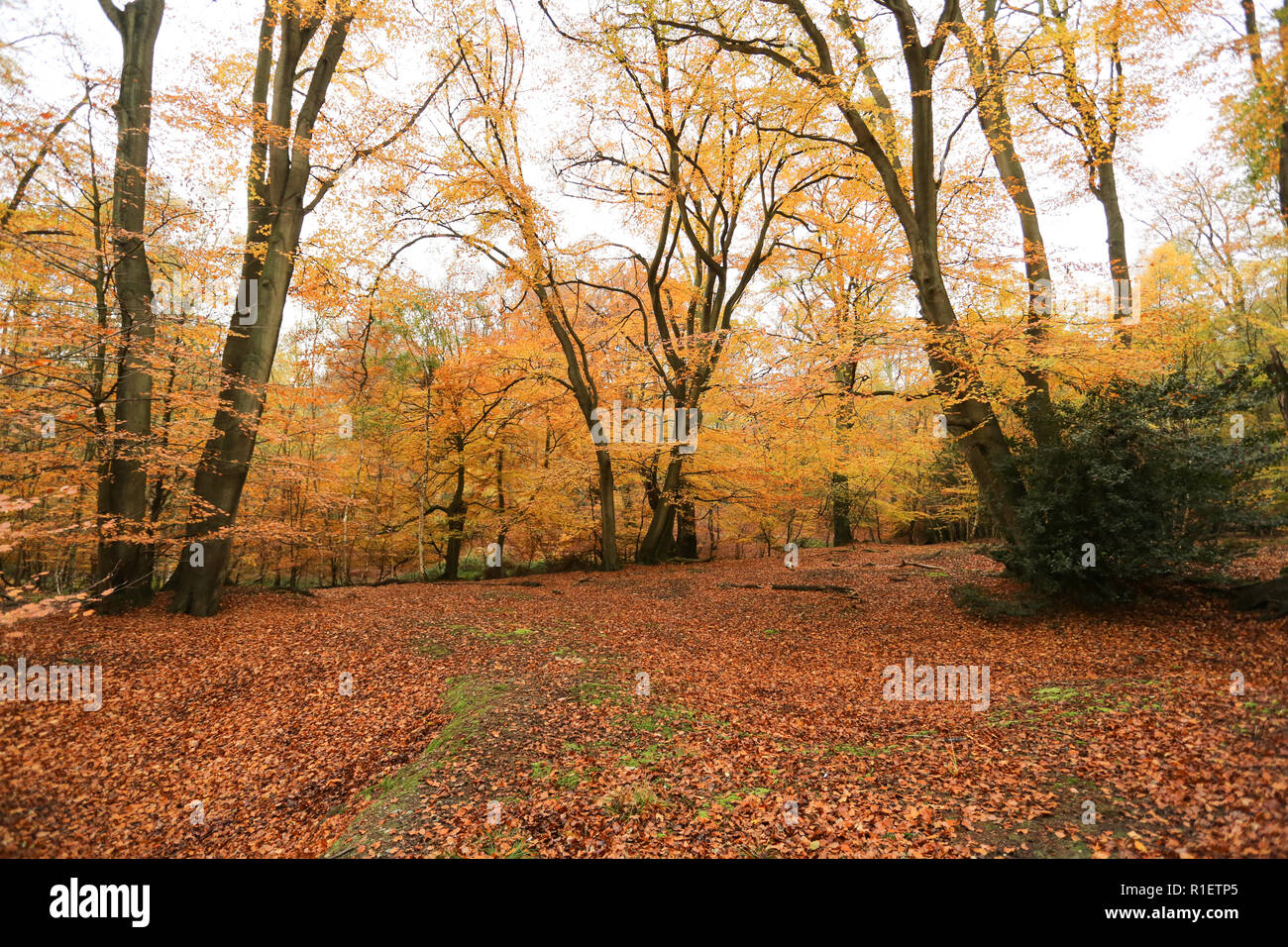 A landscape view of a forest in the UK in autumn colors Stock Photo - Alamy