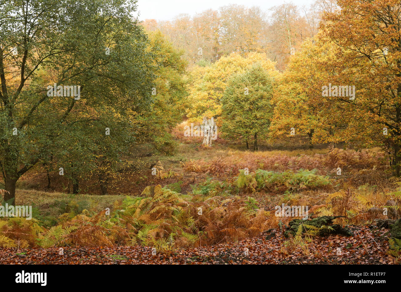 A landscape view of a forest in the UK in autumn colors Stock Photo - Alamy