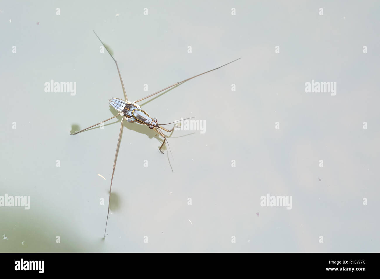 Portrait of a Water Strider Stock Photo - Alamy