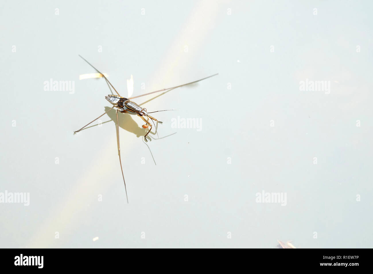 Portrait of a Water Strider Stock Photo - Alamy