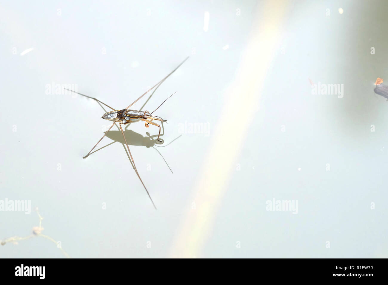 Portrait of a Water Strider Stock Photo - Alamy