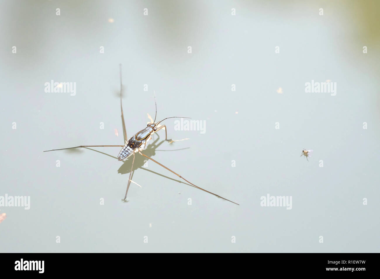 Portrait of a Water Strider Stock Photo - Alamy