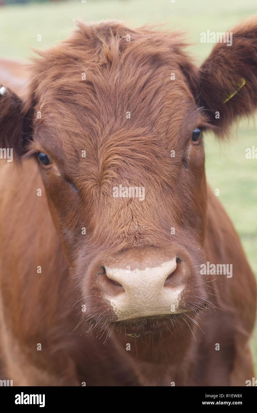 Close up of a cow looking at the camera hi-res stock photography and ...