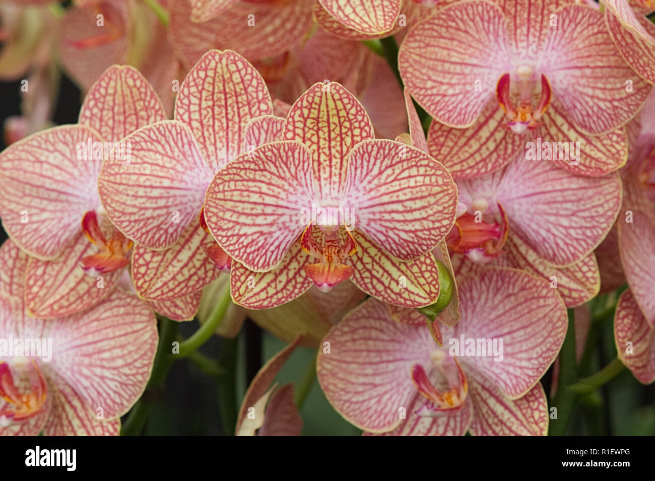 Phalaenopsis cultivar. Moth orchid flower growing in a glasshouse Stock ...